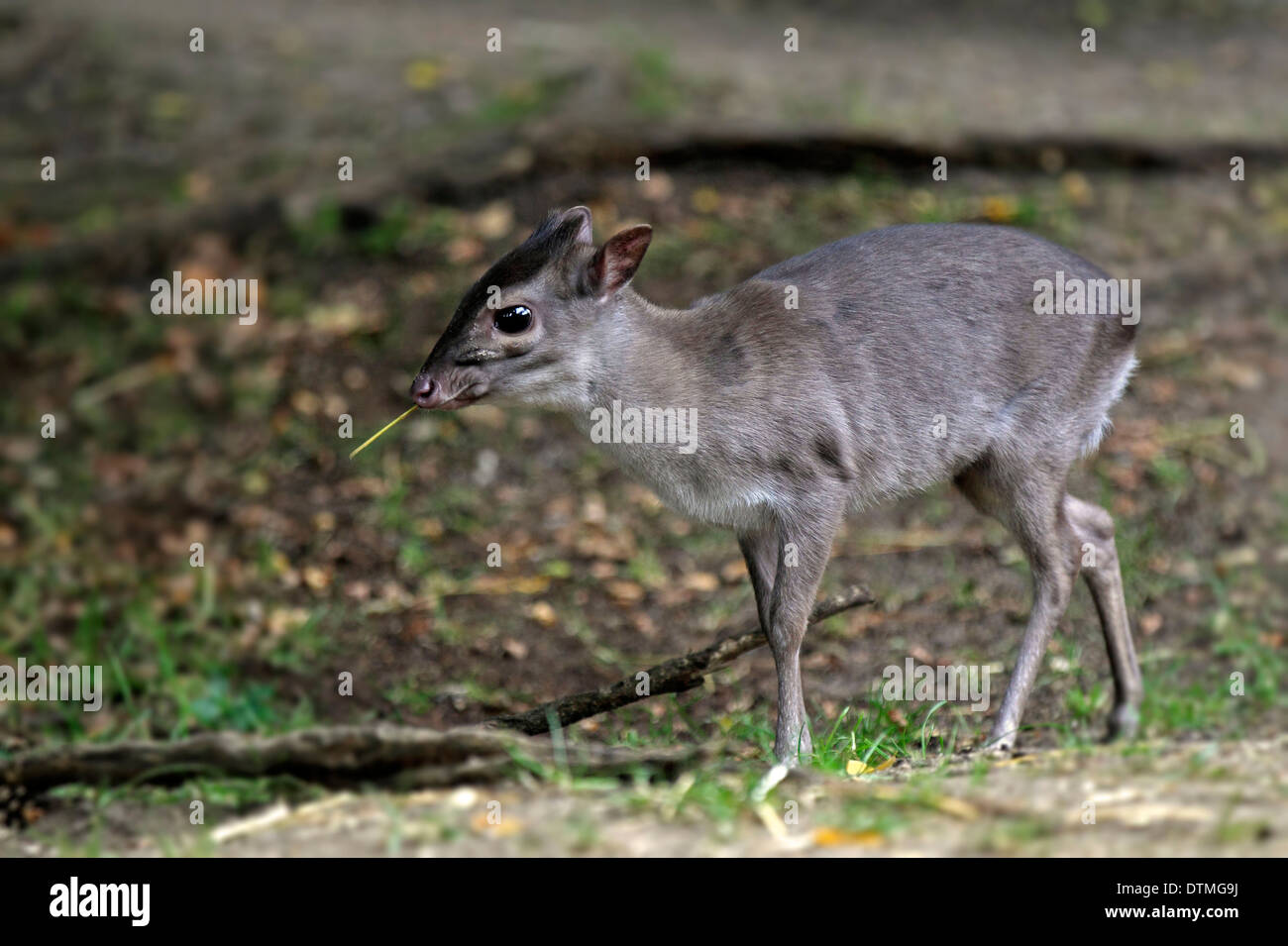 Cephalophus hi-res stock photography and images - Alamy