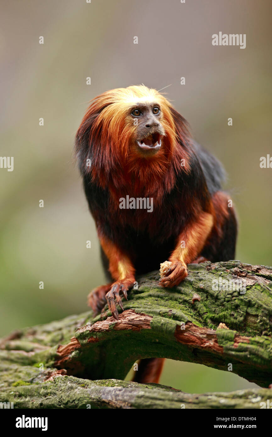 Golden Headed Lion Tamarin / (Leontopithecus chrysomelas Stock Photo ...