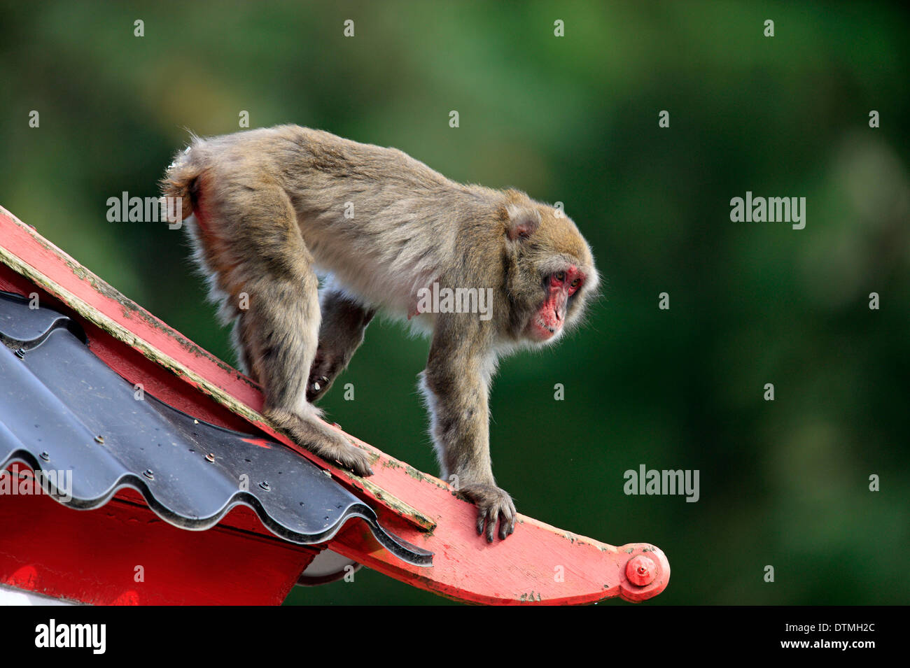 Japanese Macaque, adult on roof, Japan, Asia / (Macaca fuscata Stock ...