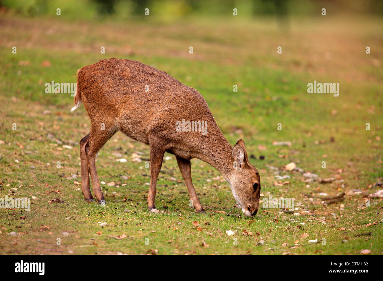 Eld's Deer, female, Asia / (Rucervus eldii Stock Photo - Alamy