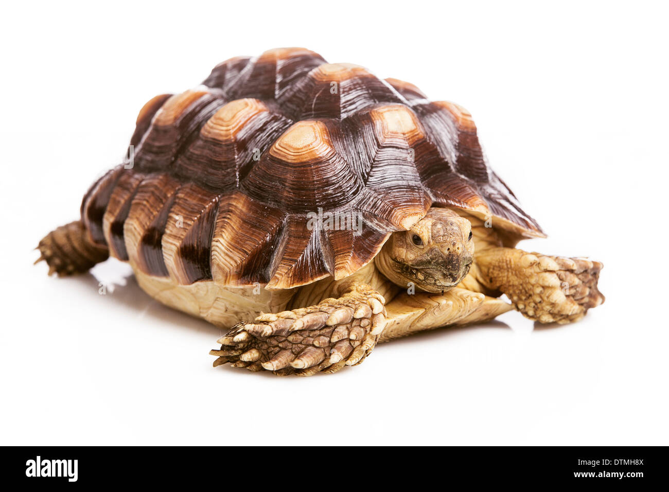 Turtle on white background Stock Photo - Alamy