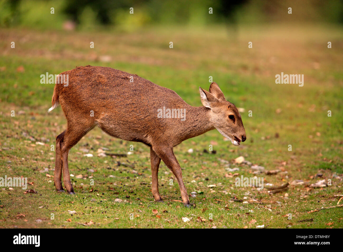 Female elds deer hi-res stock photography and images - Alamy