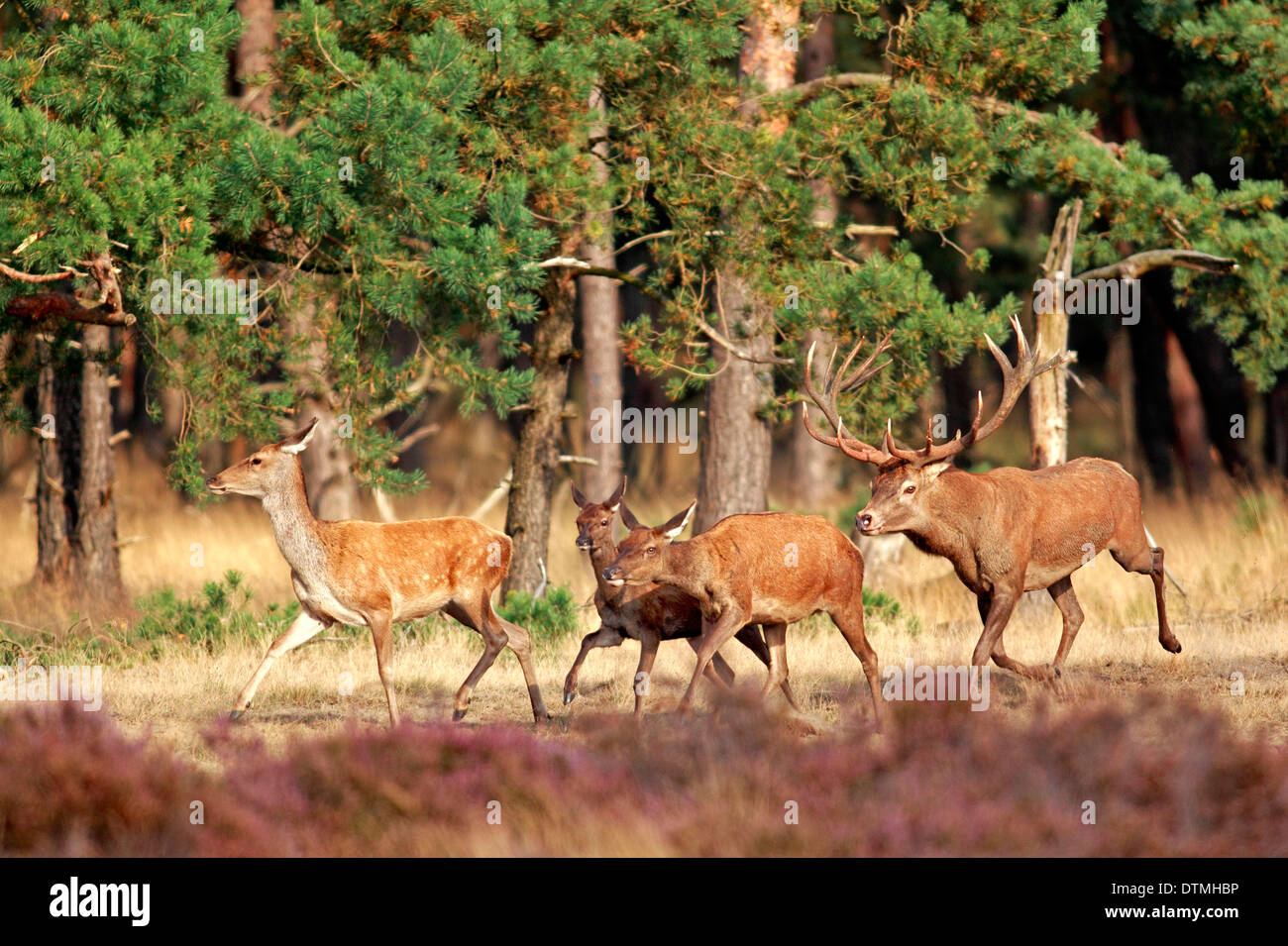 Male And Female Deer High Resolution Stock Photography and Images - Alamy