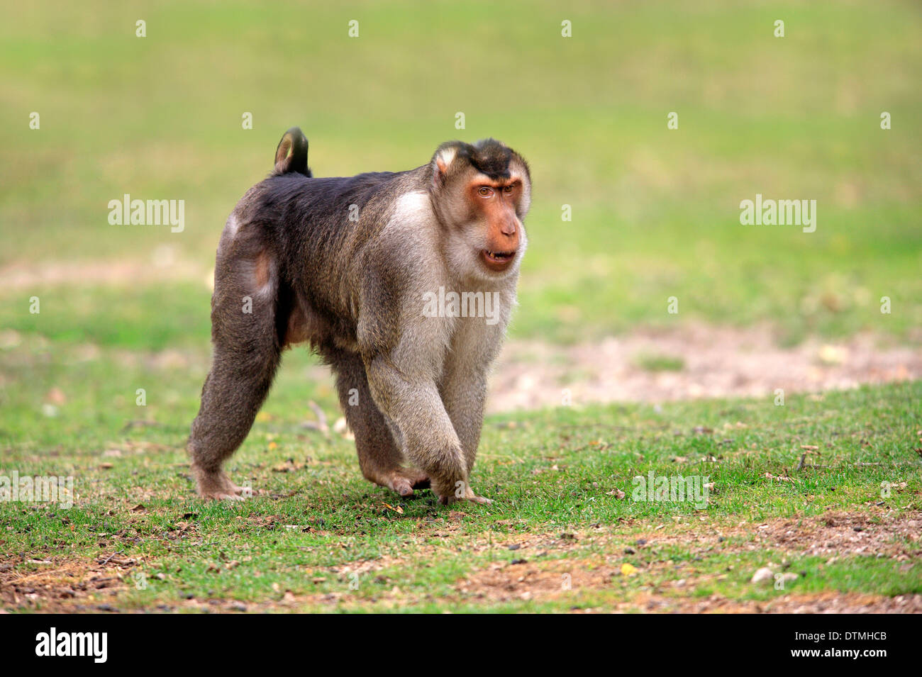 Southern Pig-Tailed Macaque, adult male, Southeast Asia, Asia / (Macaca ...