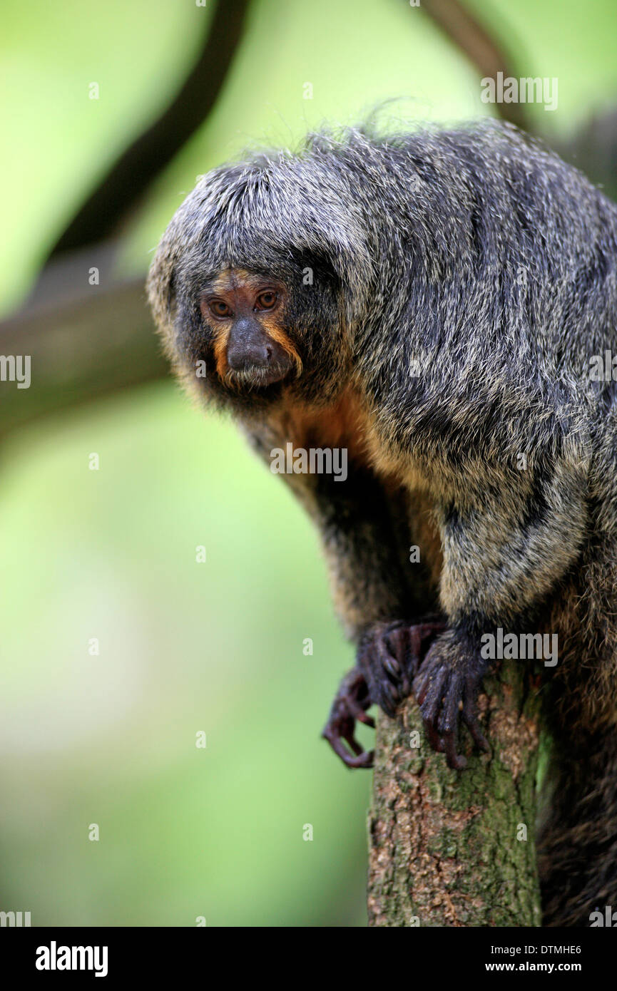 Adult white female hi-res stock photography and images - Alamy