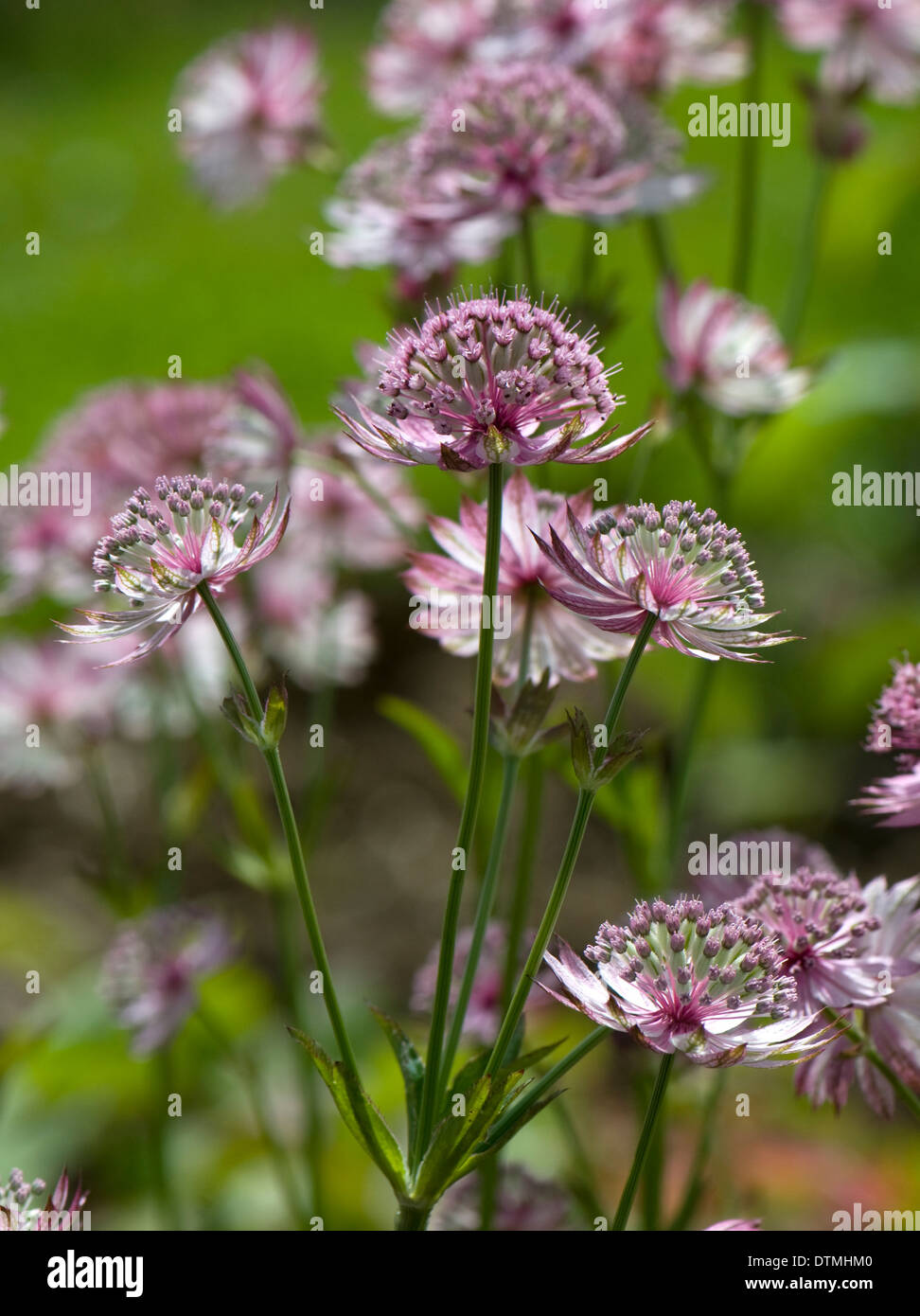 Astrantia major buckland hi-res stock photography and images - Alamy