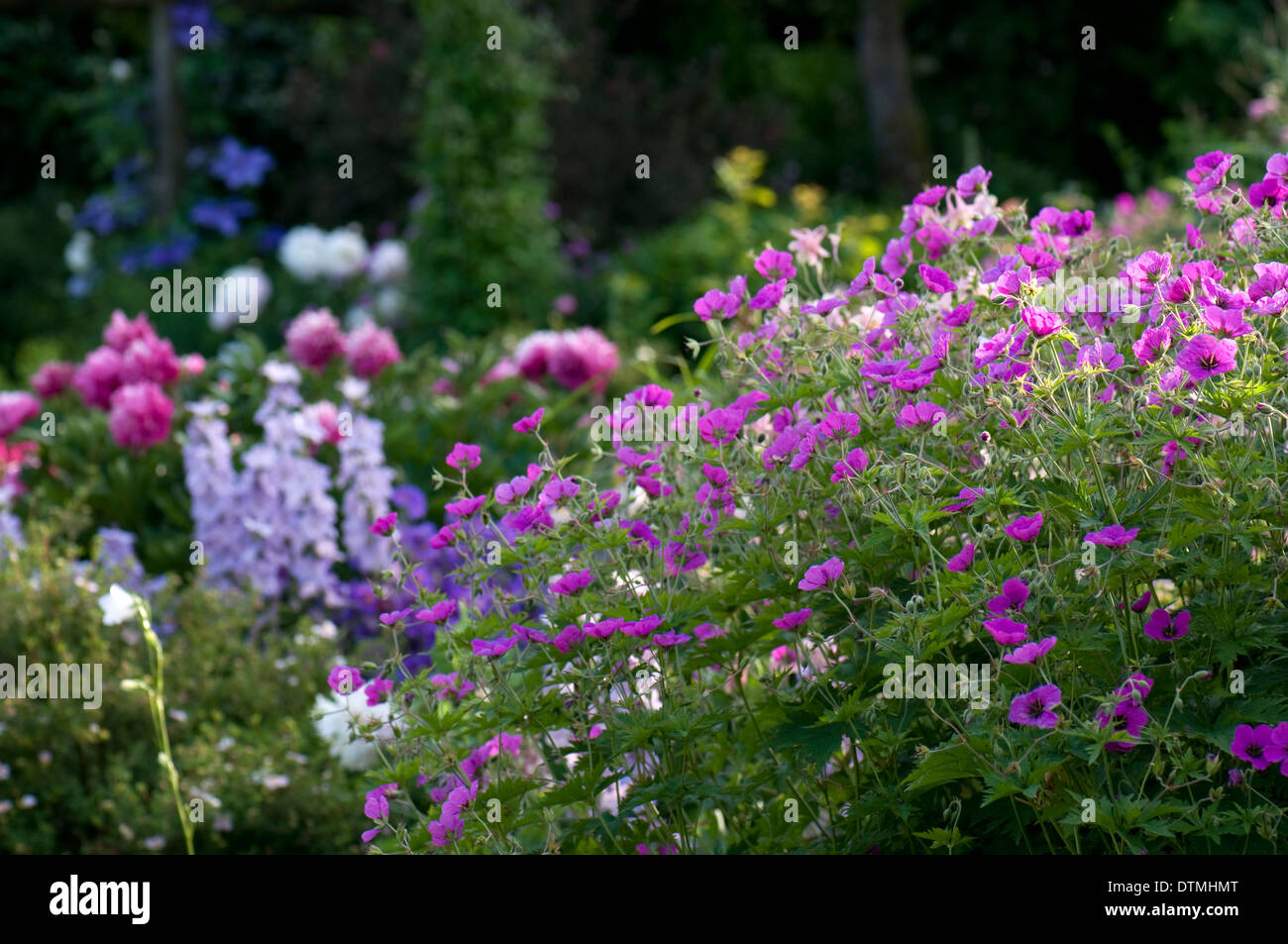 Geranium patricia hi-res stock photography and images - Alamy