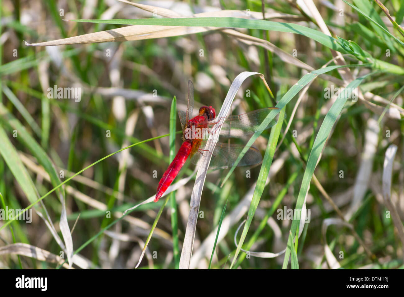 Bucharest vacaresti park nature hi-res stock photography and images - Alamy