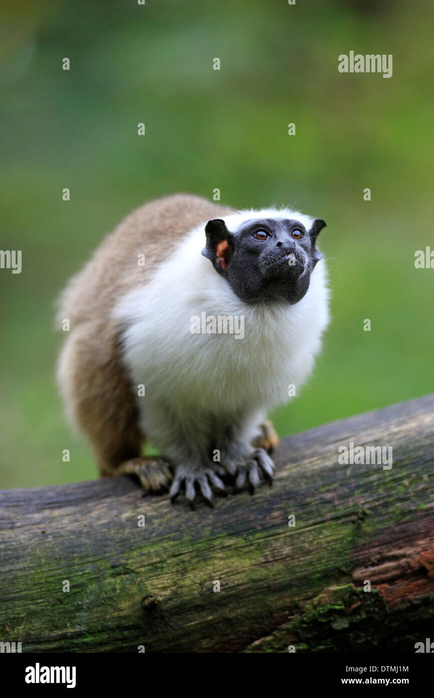 Pied Tamarin / (Saguinus bicolor Stock Photo - Alamy