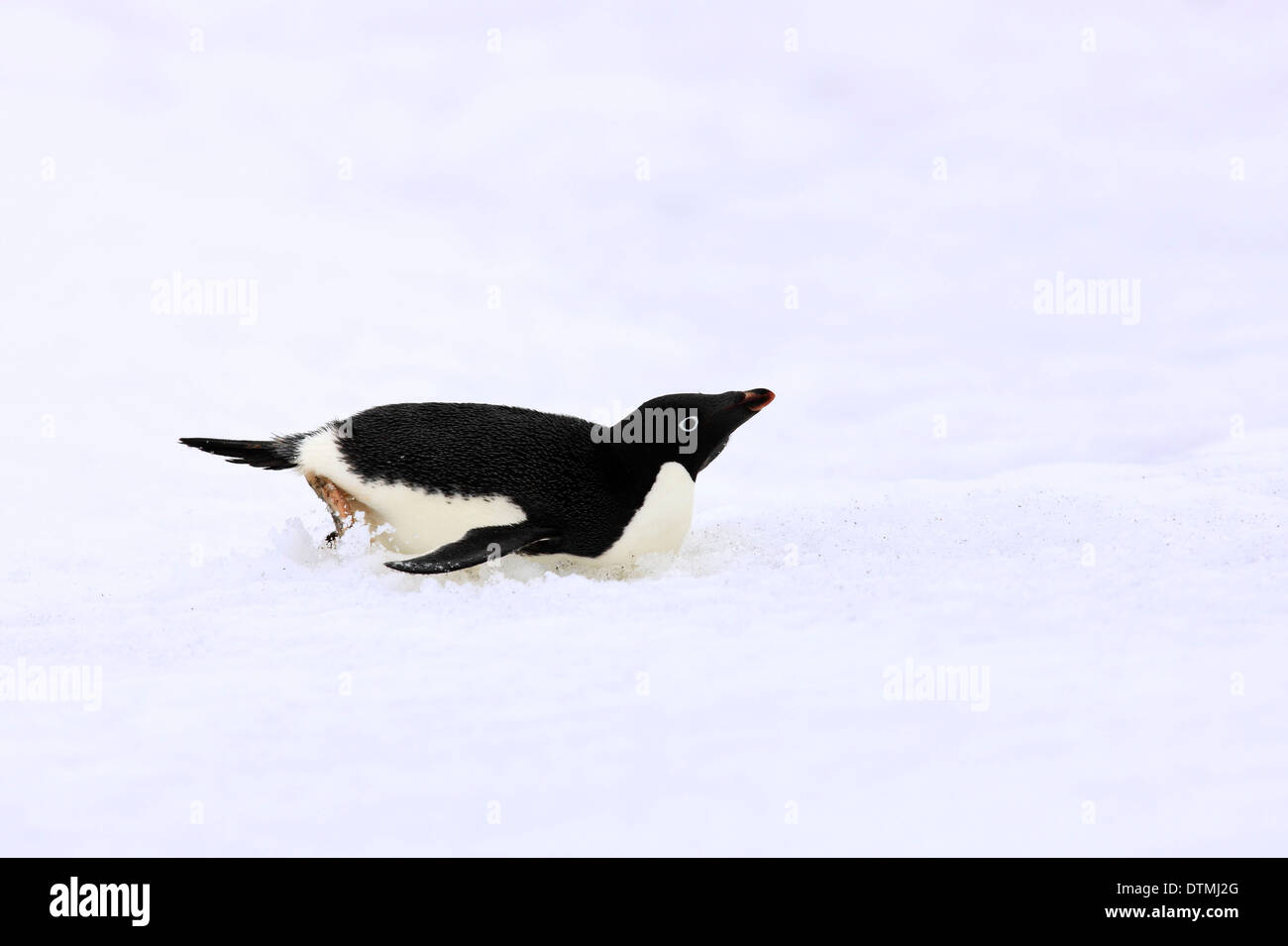 Adelie Penguin, adult sliding along on belly in snow, Antarctica, Devil ...