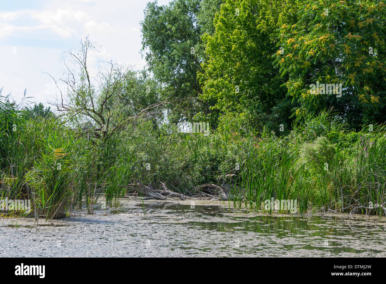 Vacaresti nature park hi-res stock photography and images - Alamy