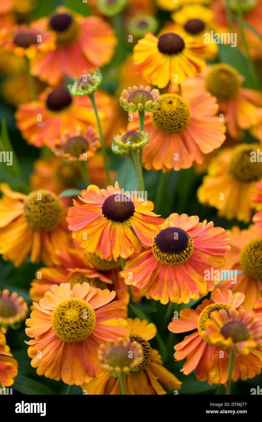 Helenium sahin's early flowerer hi-res stock photography and images - Alamy