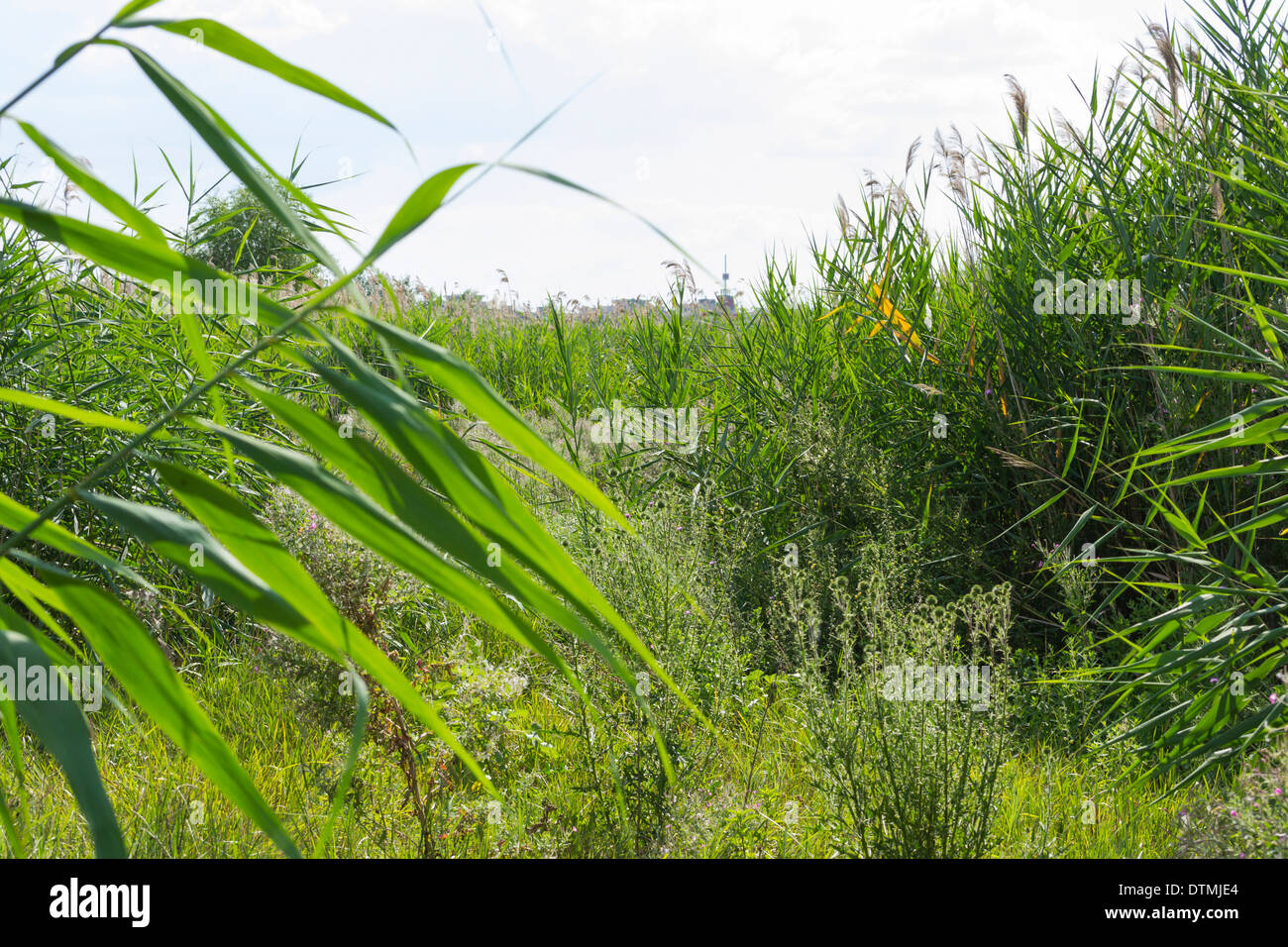 Vacaresti nature park hi-res stock photography and images - Alamy