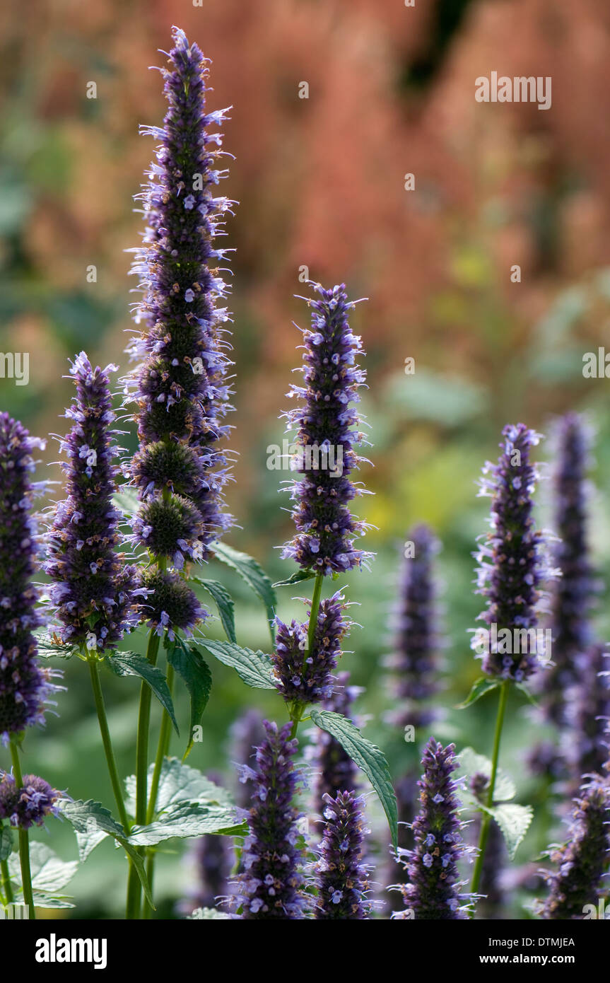 Agastache Black Adder Stock Photos & Agastache Black Adder Stock Images ...