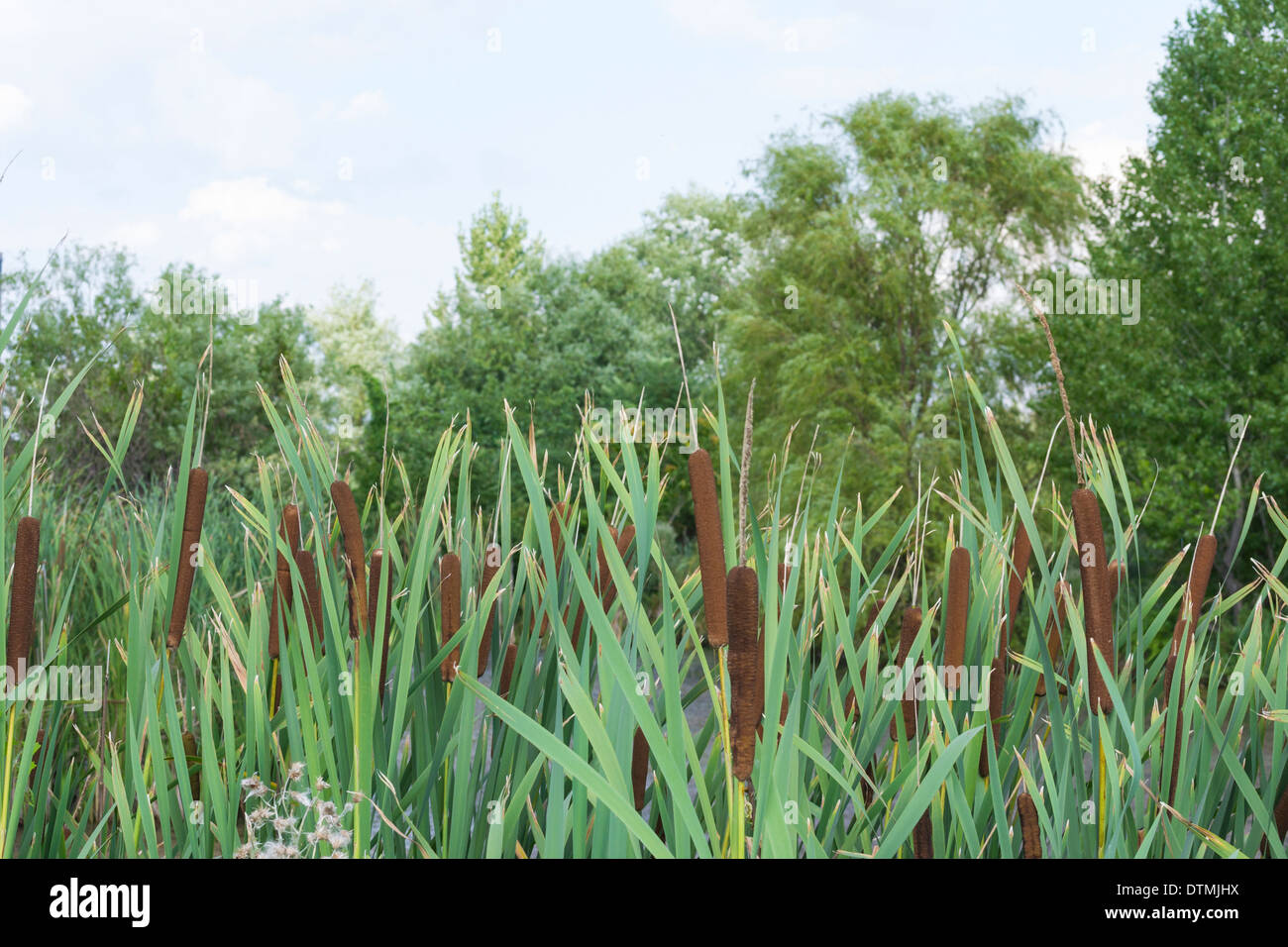 Vacaresti delta hi-res stock photography and images - Alamy