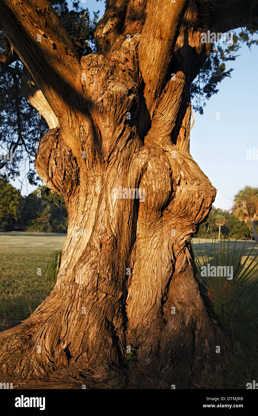 Old majestic tree hi-res stock photography and images - Alamy