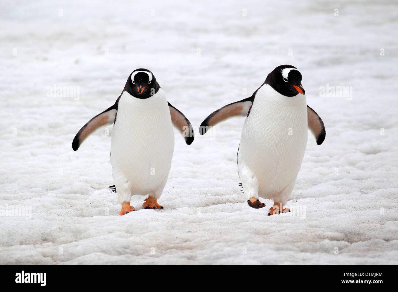 Penguin couple hi-res stock photography and images - Alamy