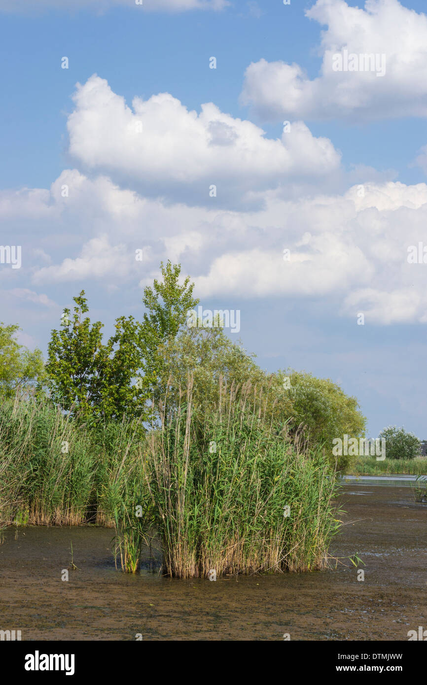 Bucharest vacaresti park nature hi-res stock photography and images - Alamy