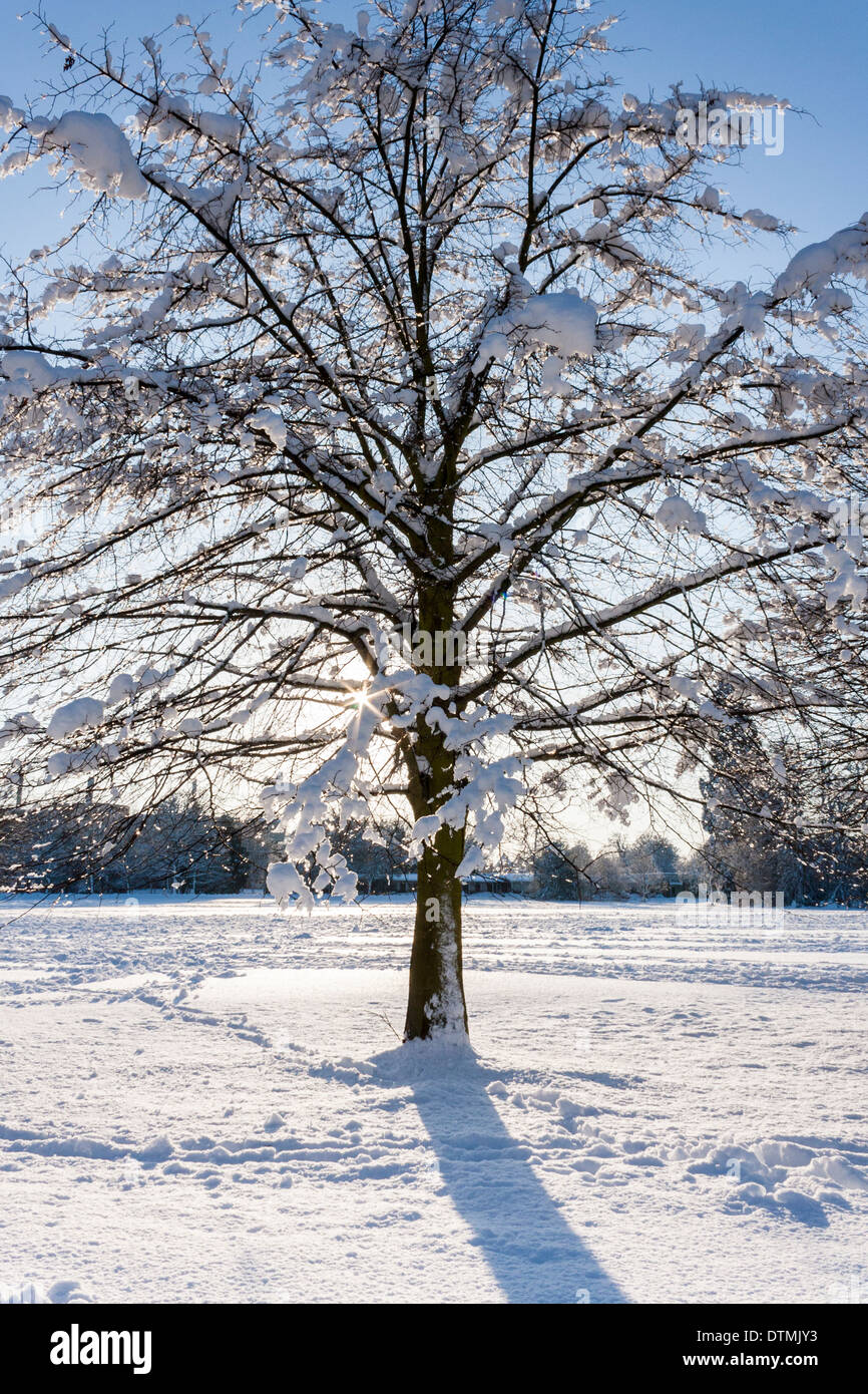 A bare tree in winter laden with freshly fallen snow Stock Photo - Alamy