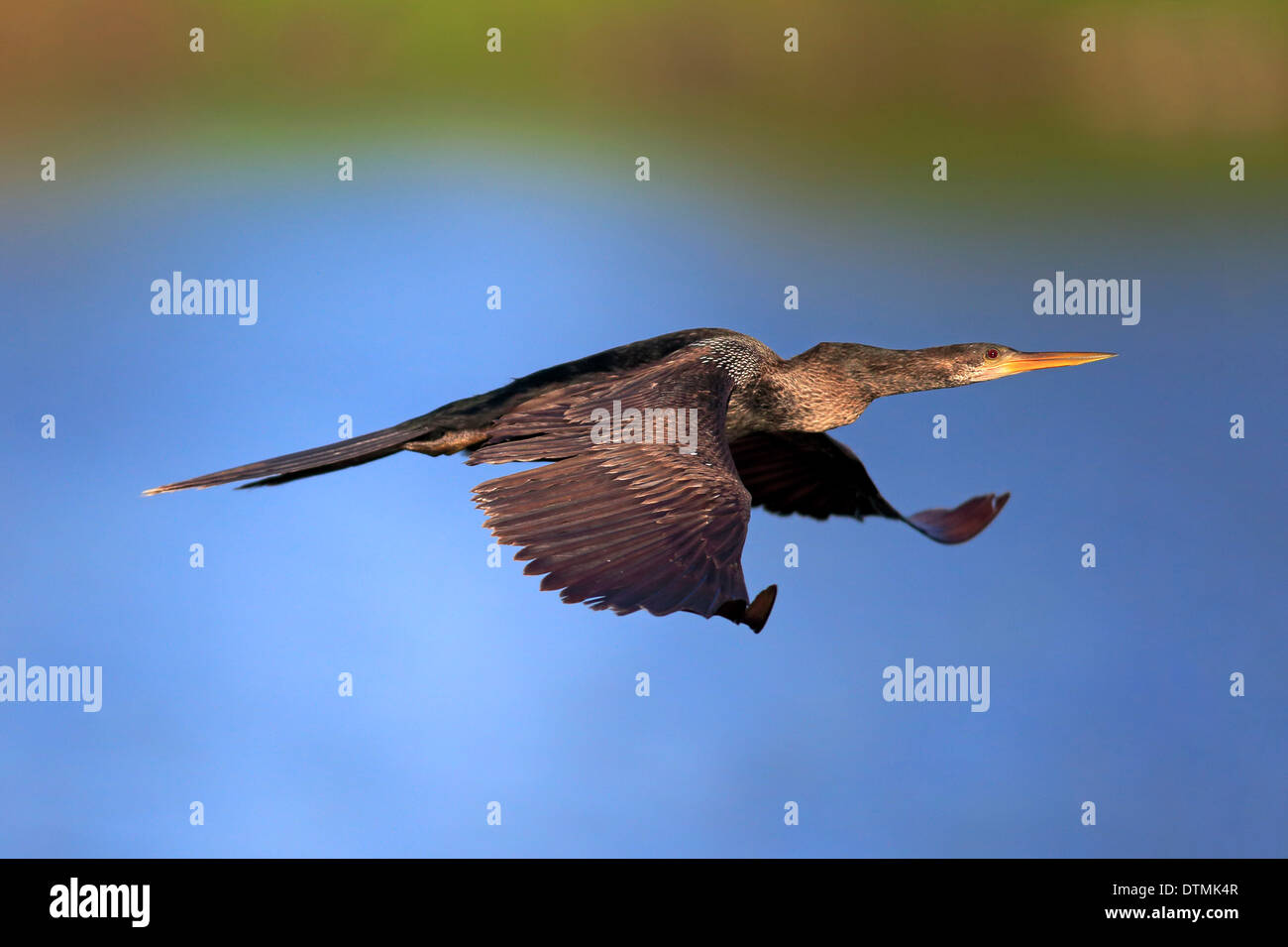 Flying anhinga hi-res stock photography and images - Alamy