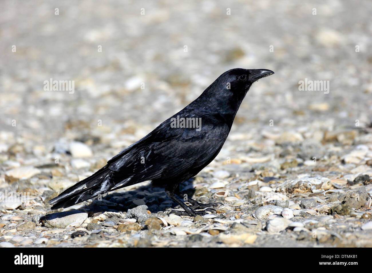 Crow island hi-res stock photography and images - Alamy