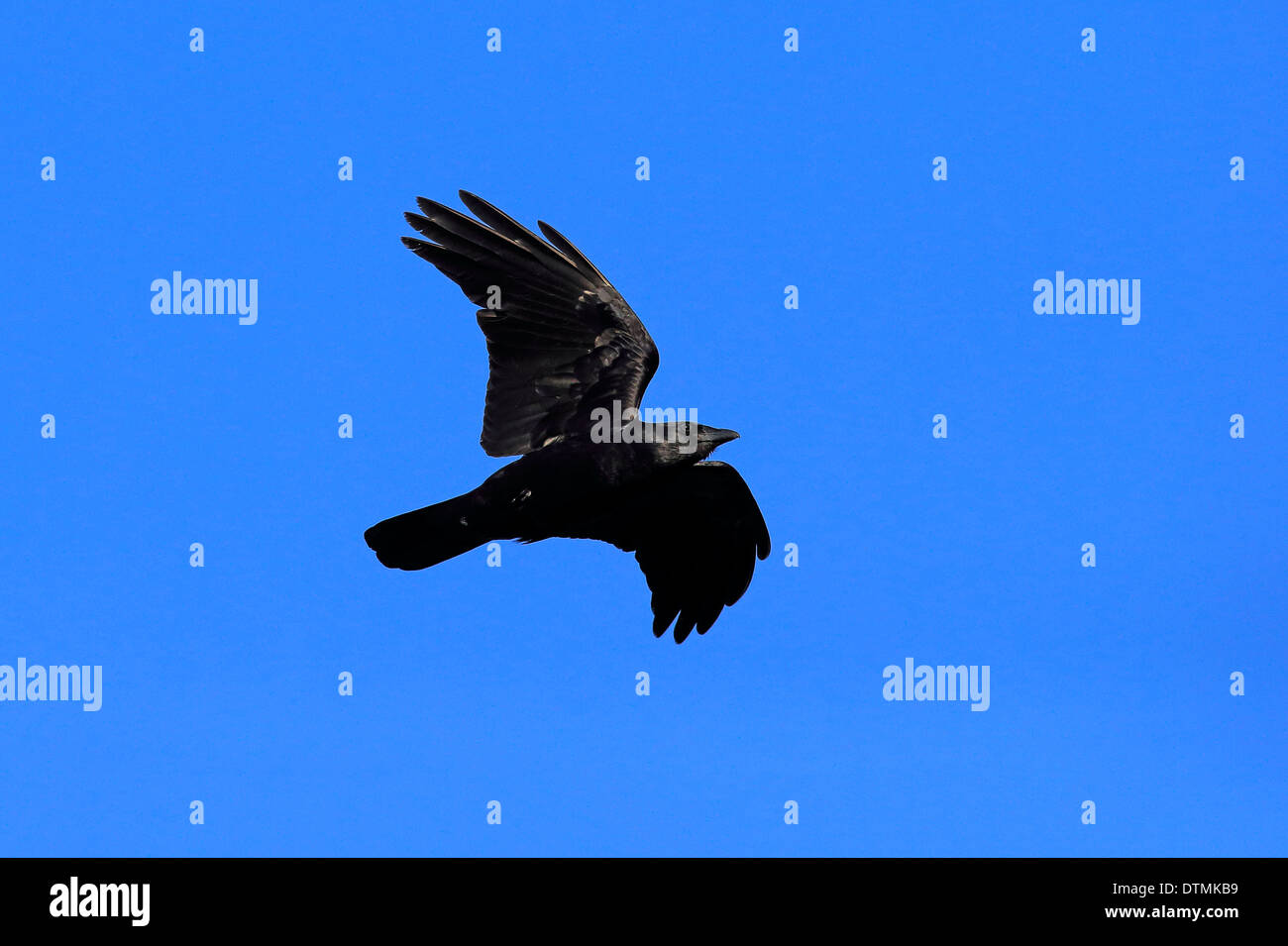 Fish Crow, adult flying, Sanibel Island, Florida, USA, North America ...