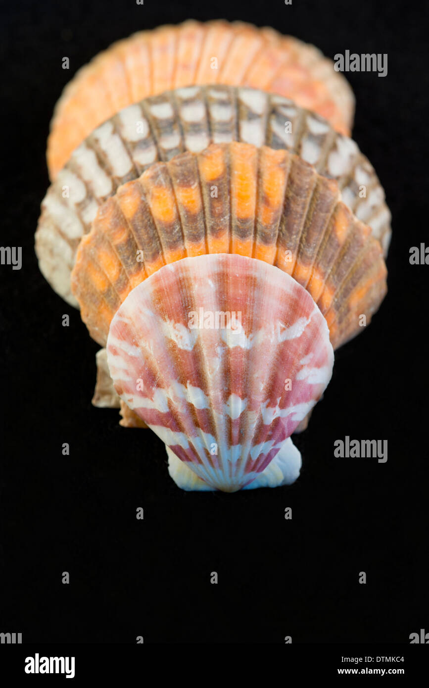 Aphrodite Symbol Seashell