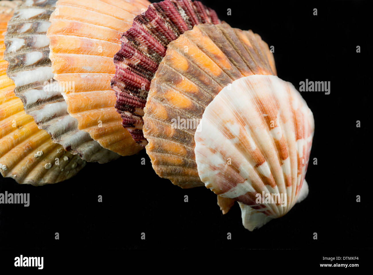 Detail of seashells from around the world on black background Stock ...