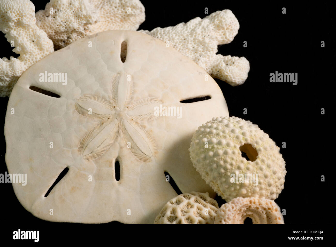 Detail of white seashells, sand dollar, and coral from around the world ...