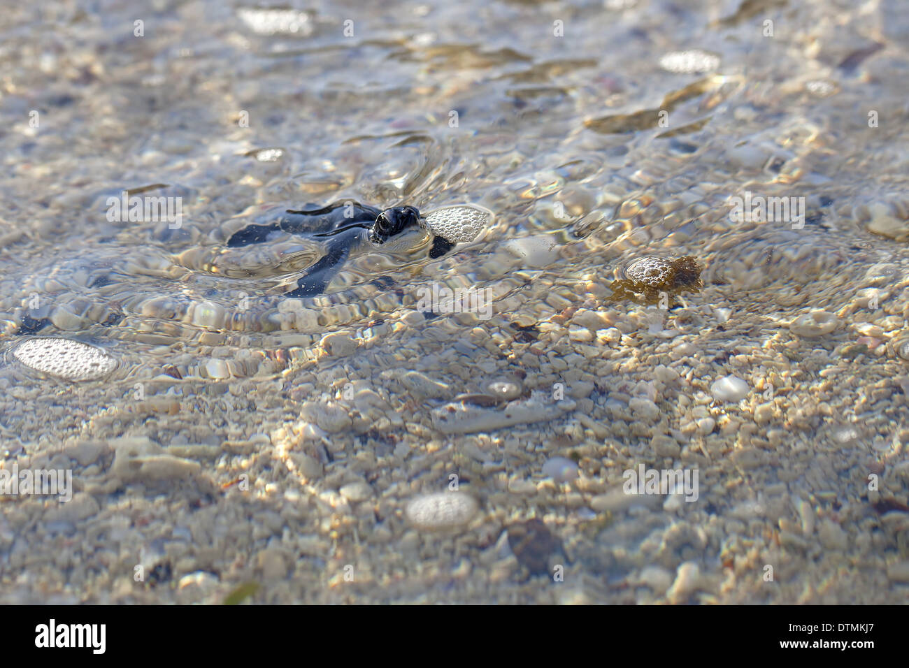Green Sea Turtle Hatchling Stock Photo - Alamy