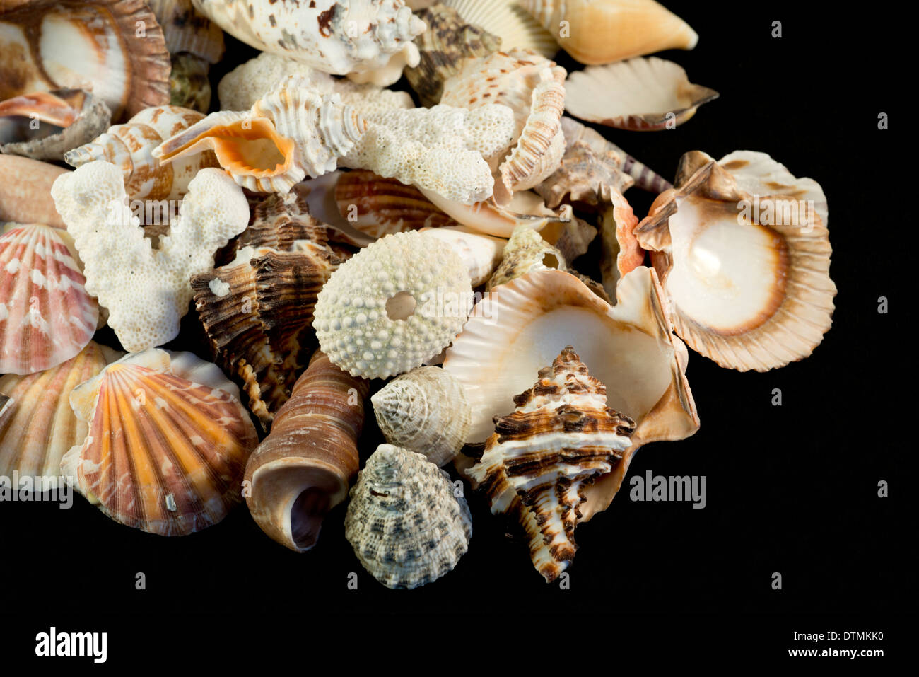 Detail of seashells from around the world Stock Photo - Alamy