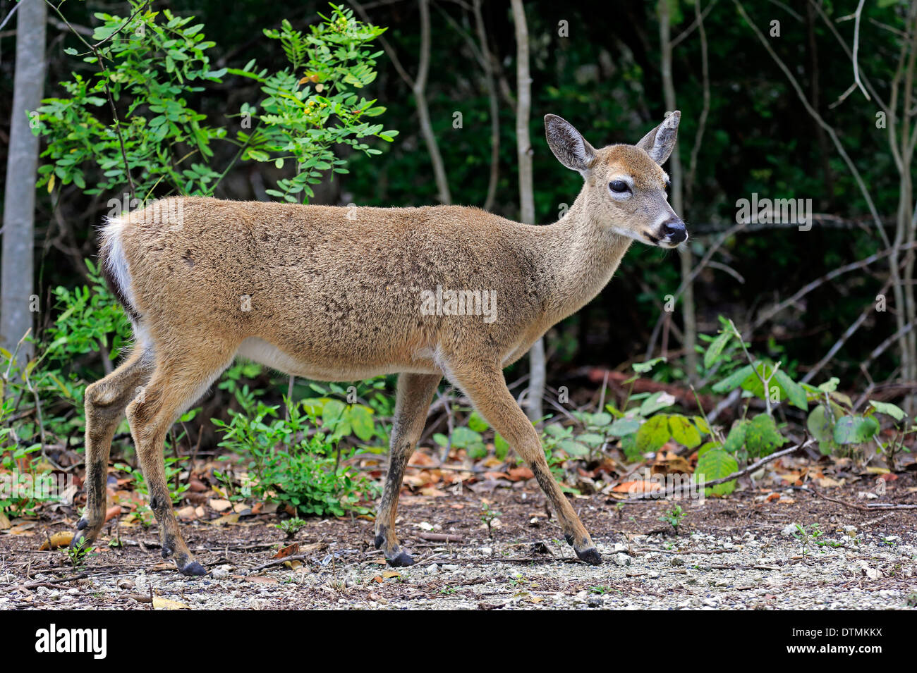 Key Deer, adult female, National Key Deer Refuge, Florida, USA, North ...