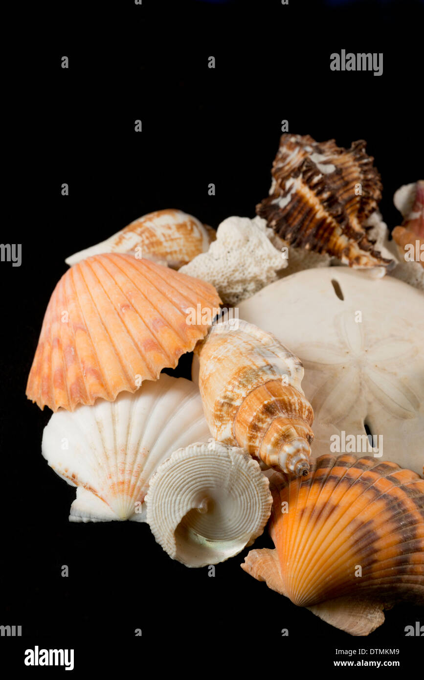 Detail of seashells from around the world Stock Photo - Alamy
