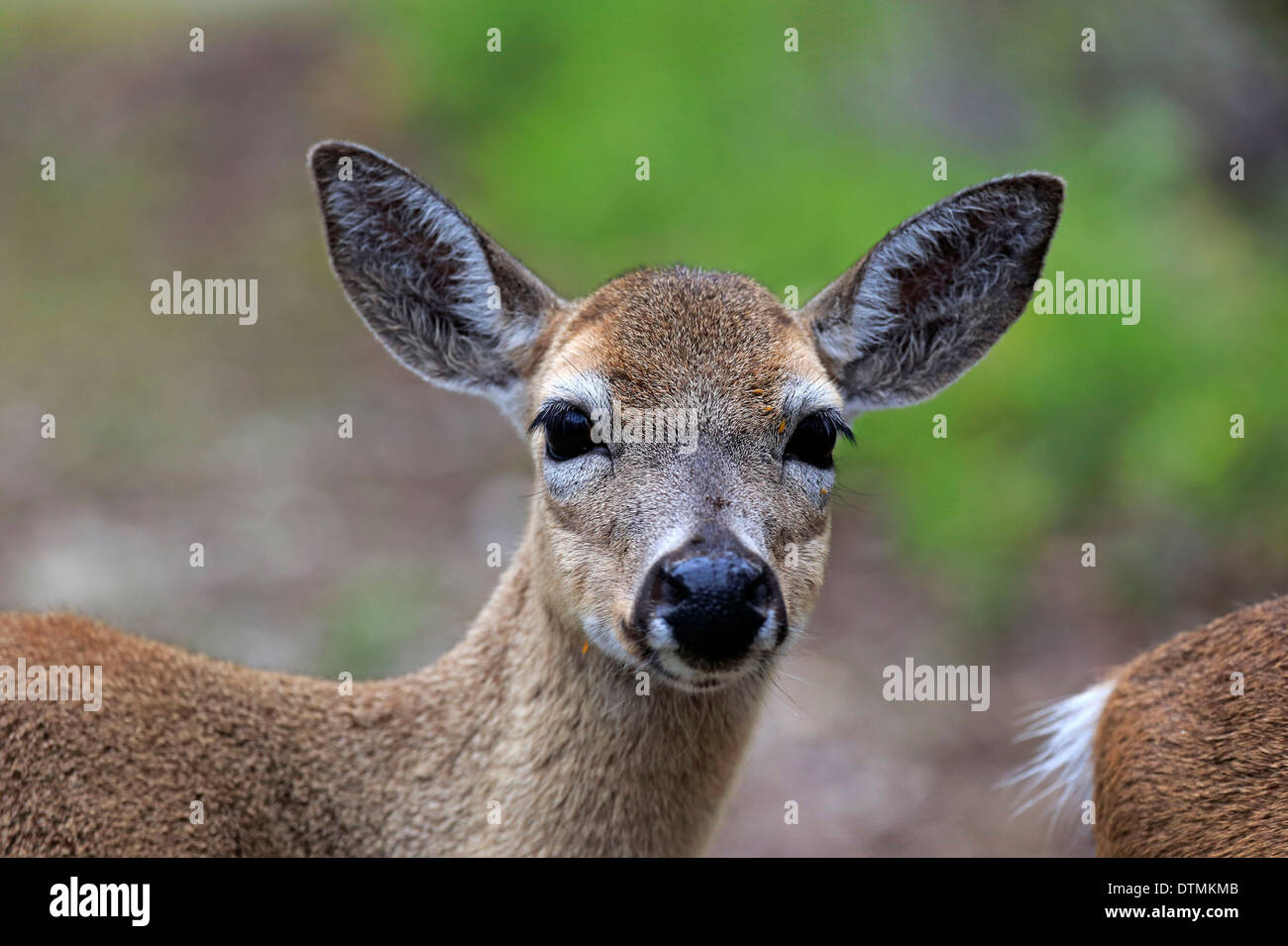 Key Deer, adult female portrait, National Key Deer Refuge, Florida, USA ...