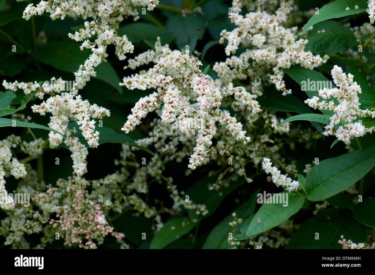 White flowering persicaria hi-res stock photography and images - Alamy