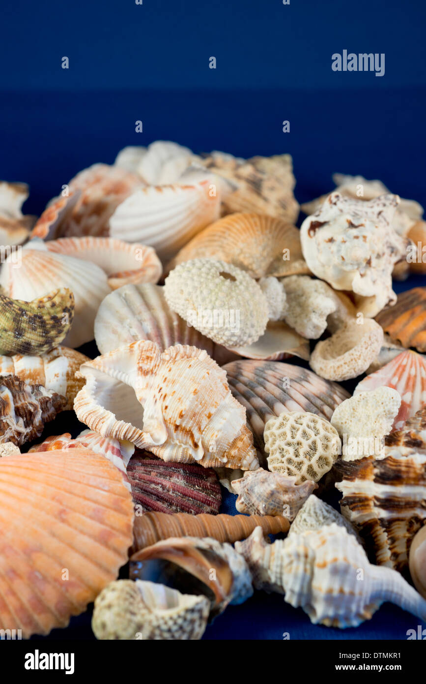 Detail of seashells from around the world Stock Photo - Alamy