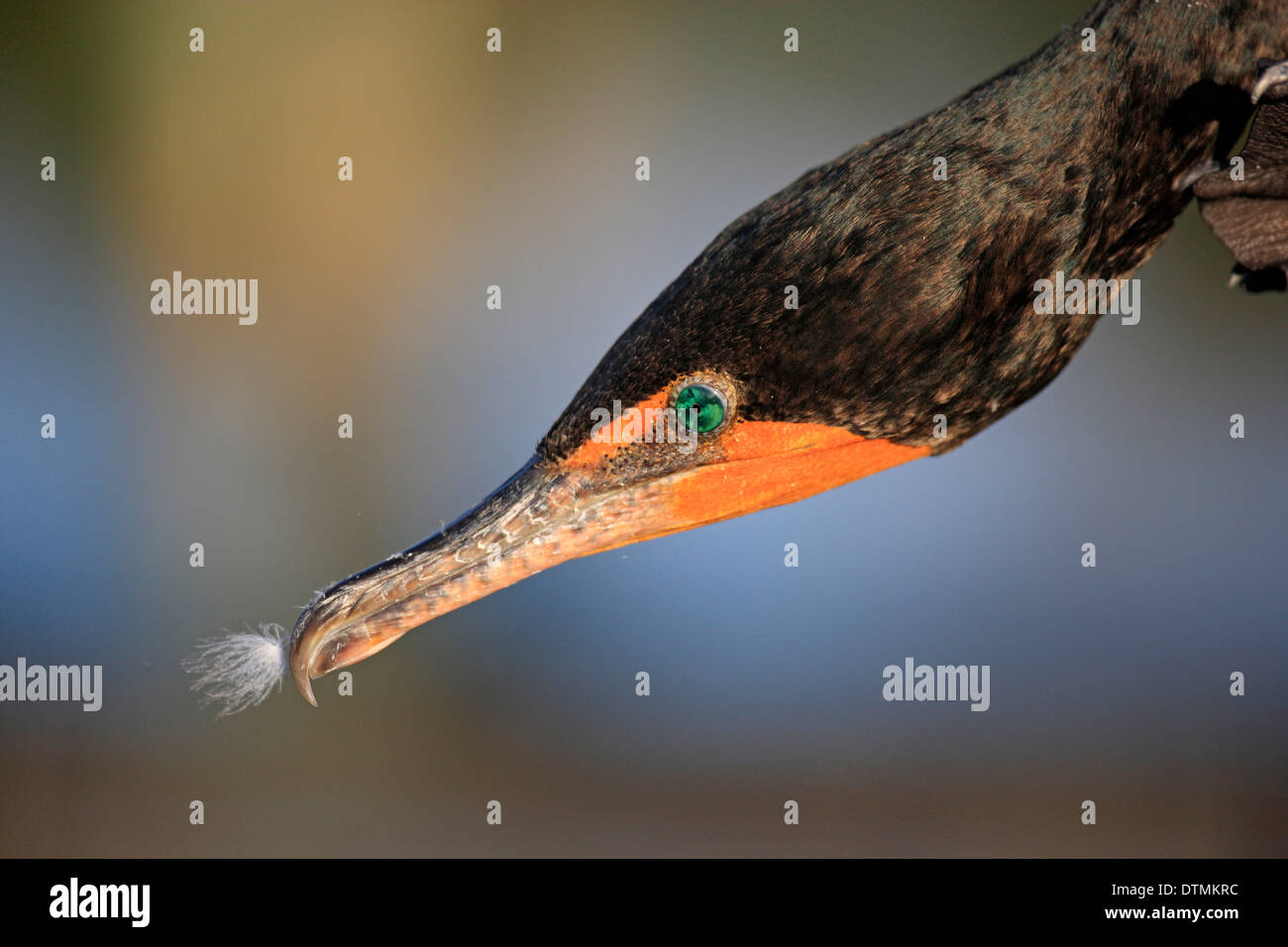 Birds with crested heads hi-res stock photography and images - Alamy