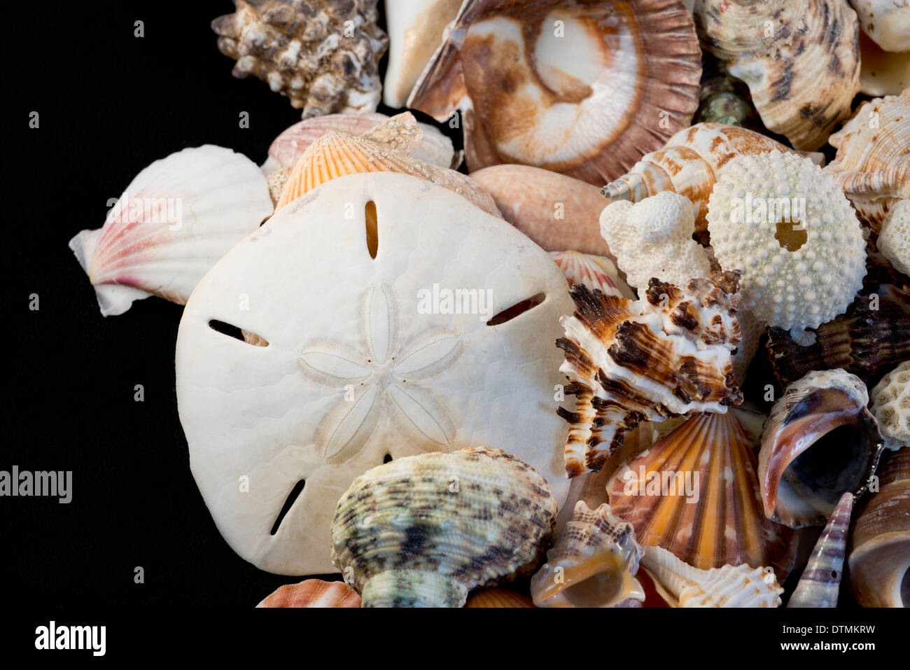 Detail of seashells from around the world Stock Photo - Alamy