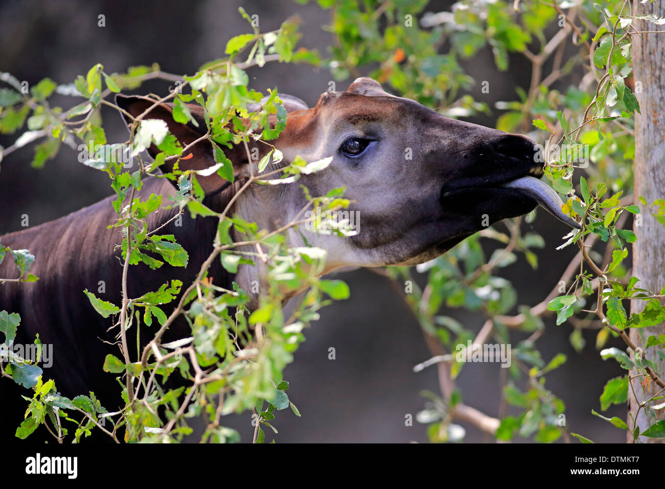 Okapi, adult feeding portrait, Africa / (Okapia johnstoni Stock Photo ...