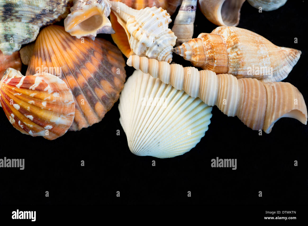 Detail of seashells from around the world Stock Photo - Alamy