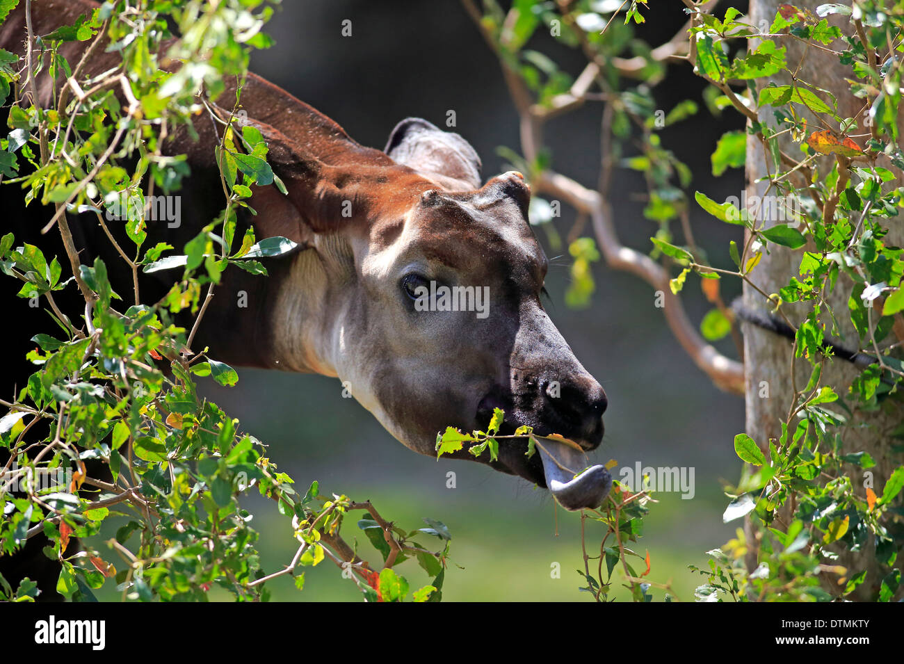 Okapi, adult feeding portrait, Africa / (Okapia johnstoni Stock Photo ...