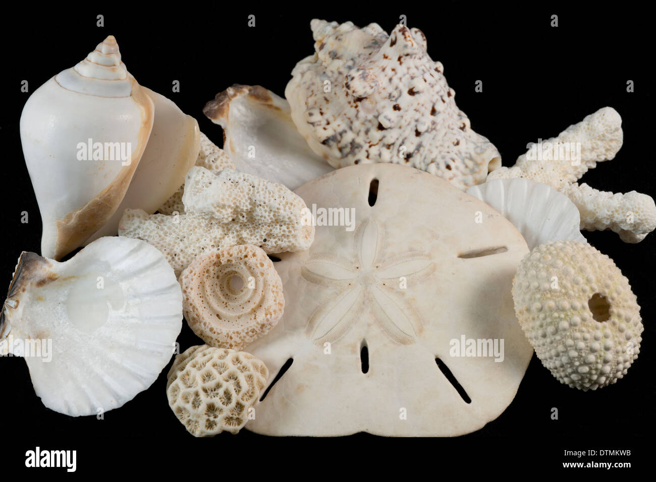 Detail of white seashells, sand dollar, and coral from around the world ...