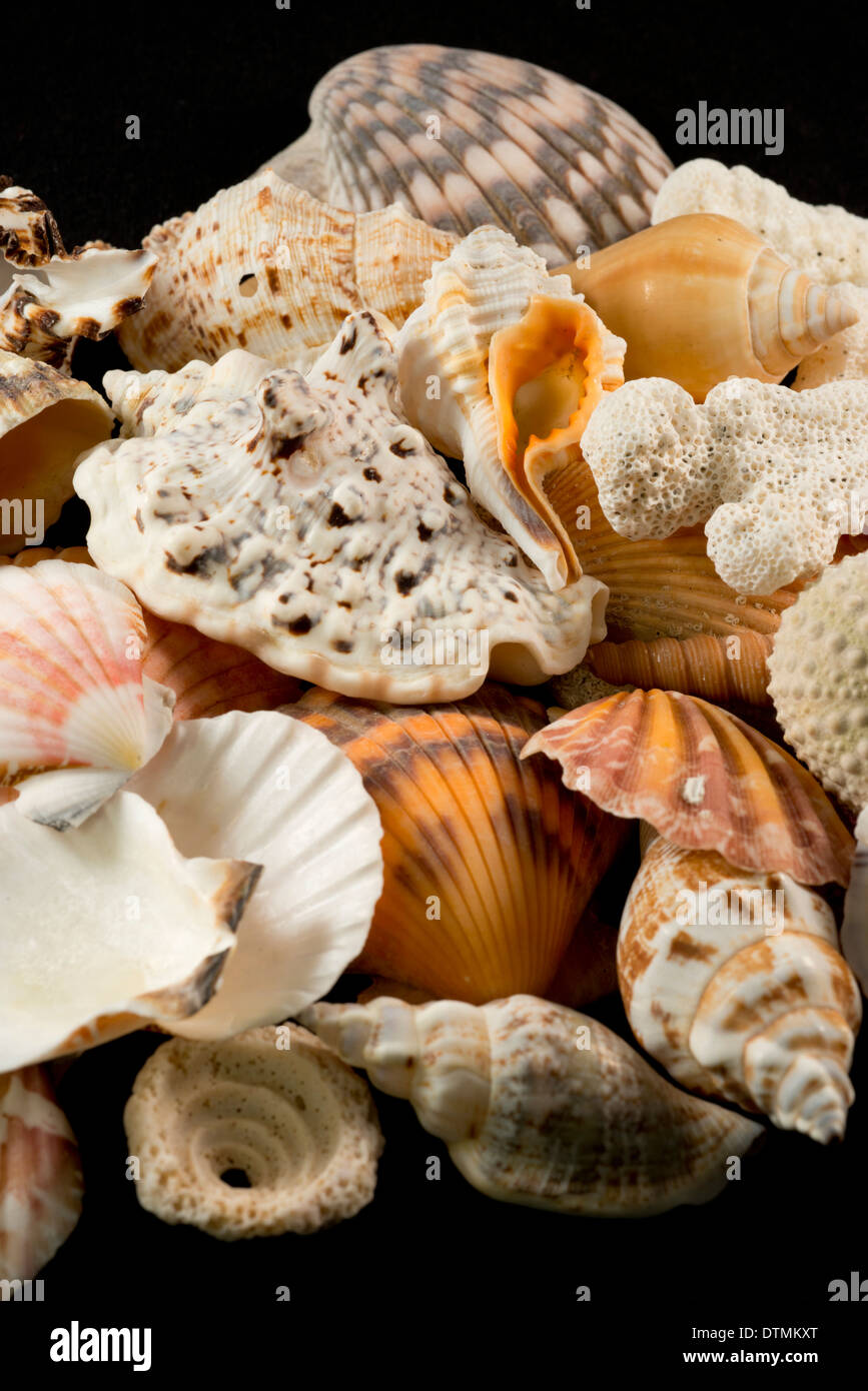 Detail of seashells from around the world Stock Photo - Alamy