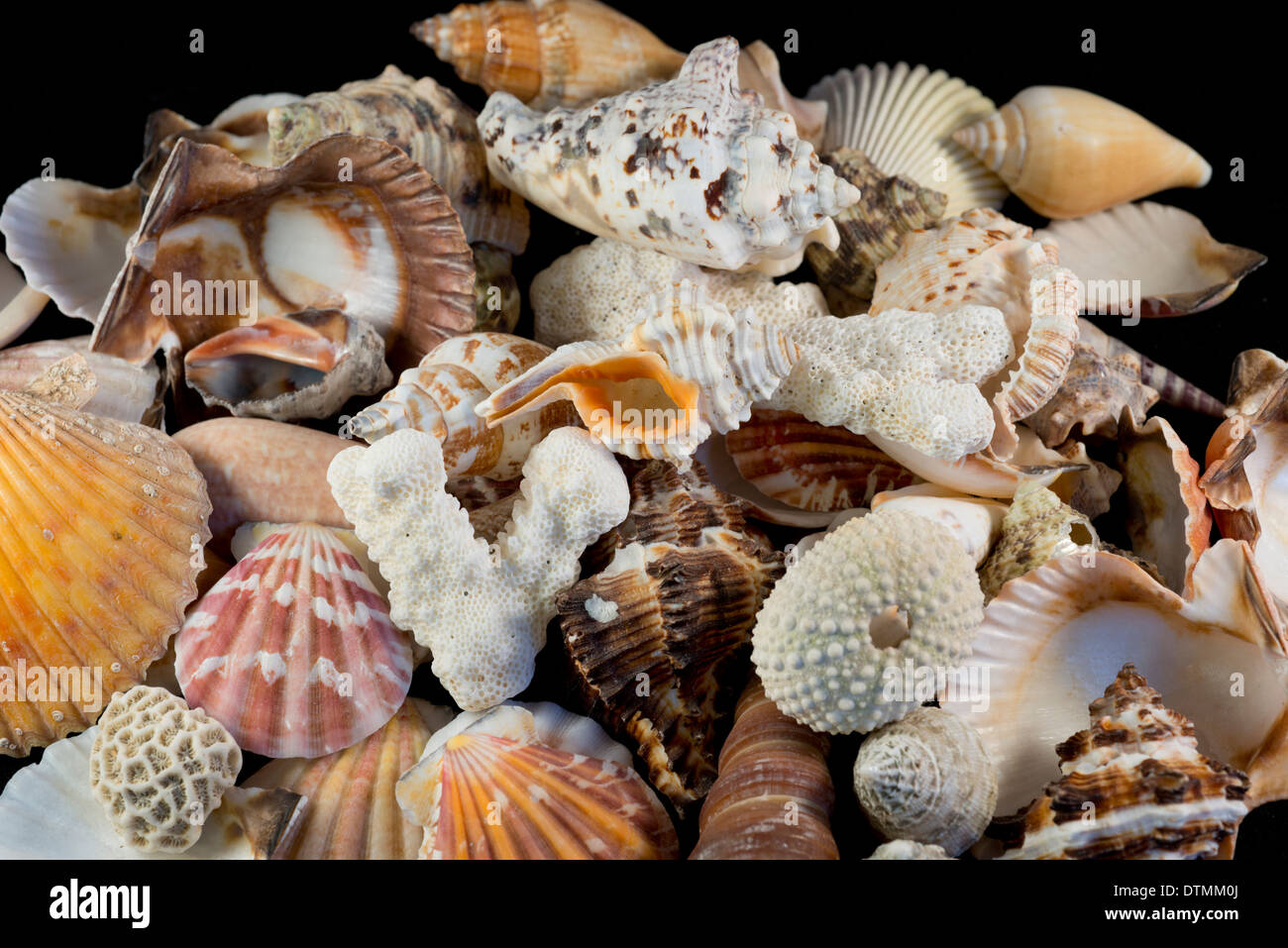 Detail of seashells from around the world Stock Photo - Alamy