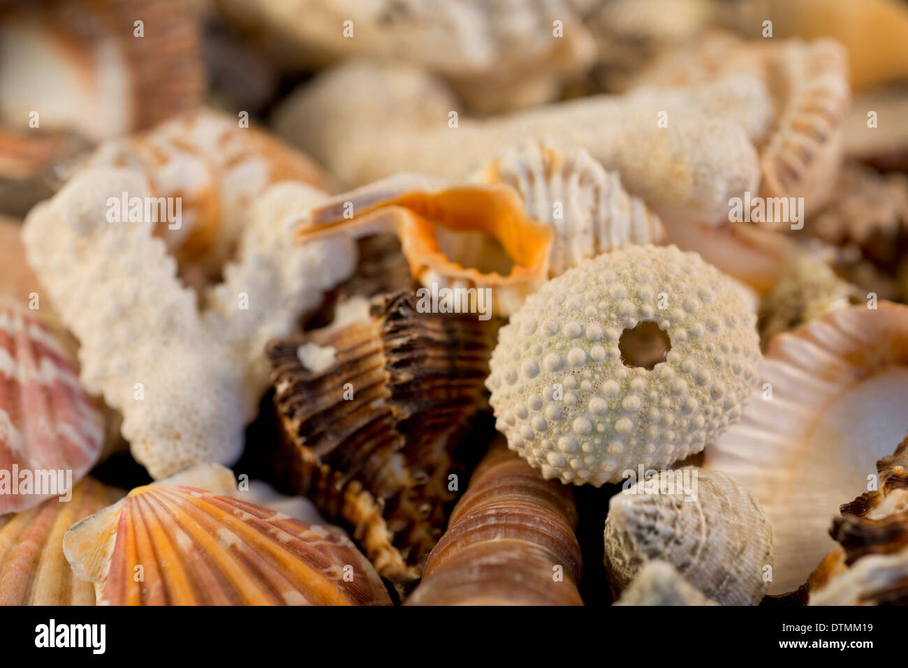 Detail of seashells from around the world Stock Photo - Alamy
