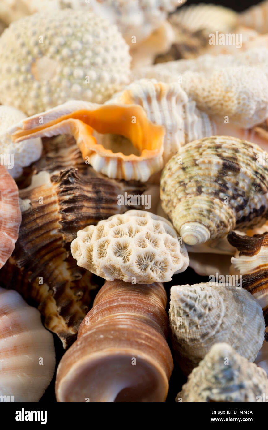 Detail of seashells from around the world Stock Photo - Alamy