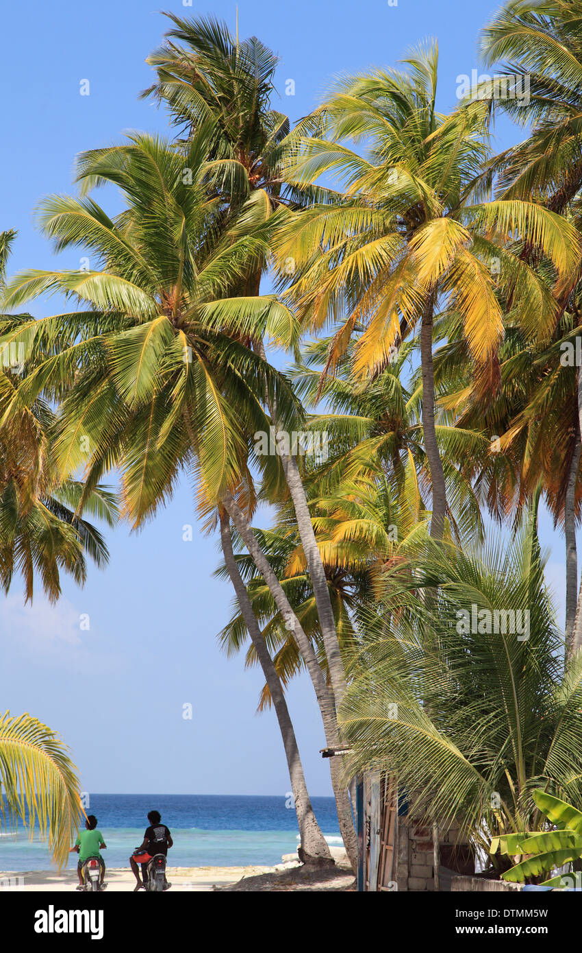 Maldives, Maafushi Island, beach, palms Stock Photo - Alamy