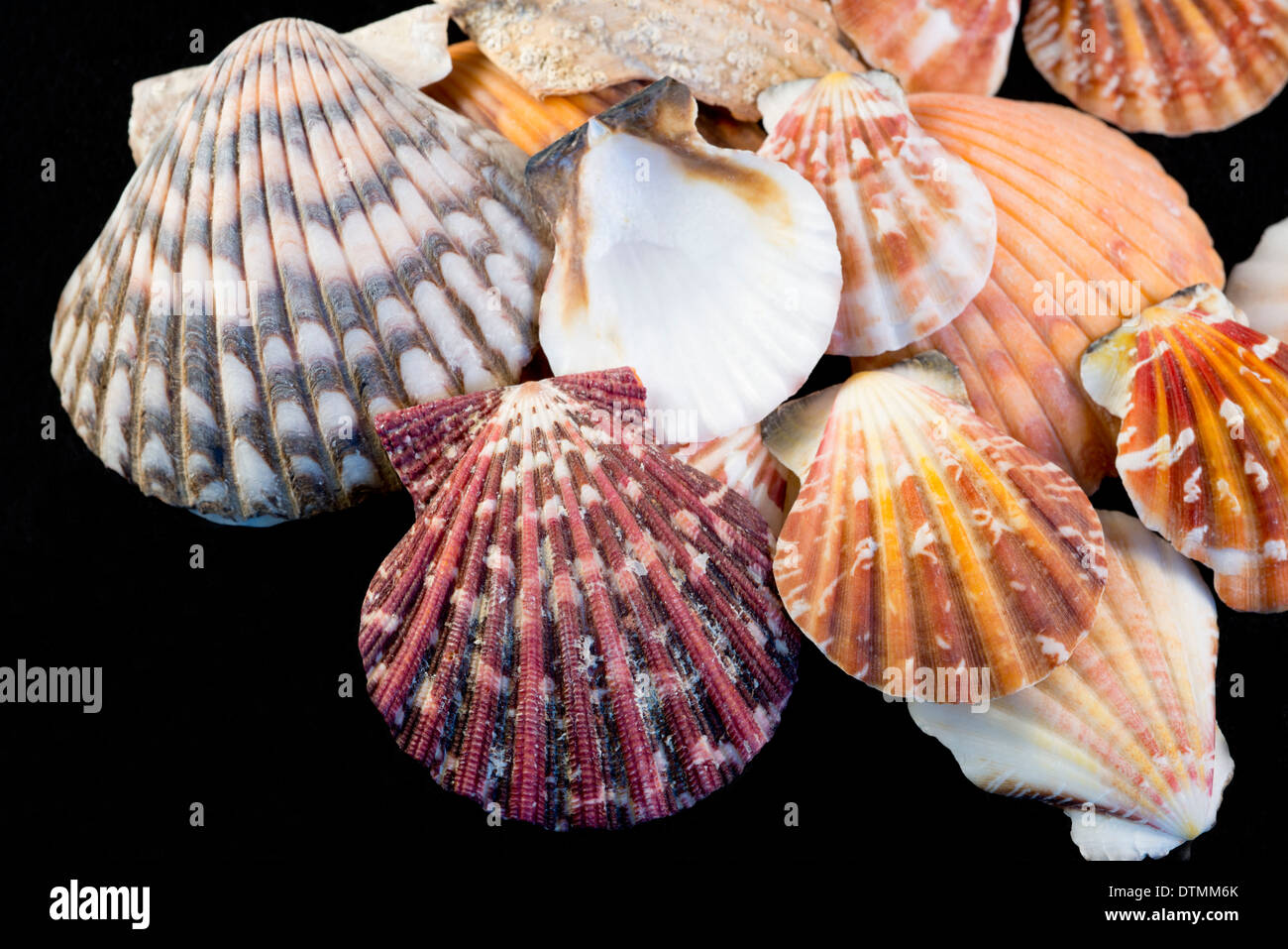 Detail of colorful seashells from around the world on black background ...