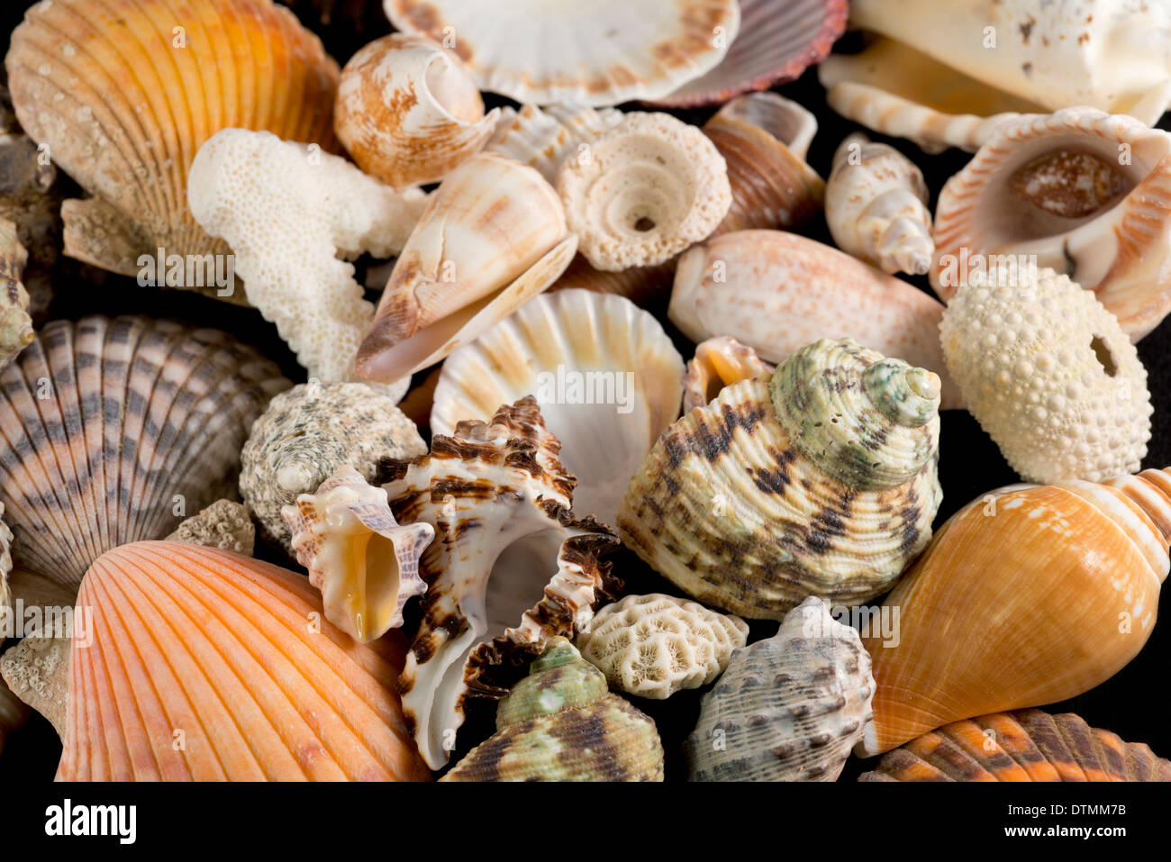 Detail of seashells from around the world Stock Photo - Alamy