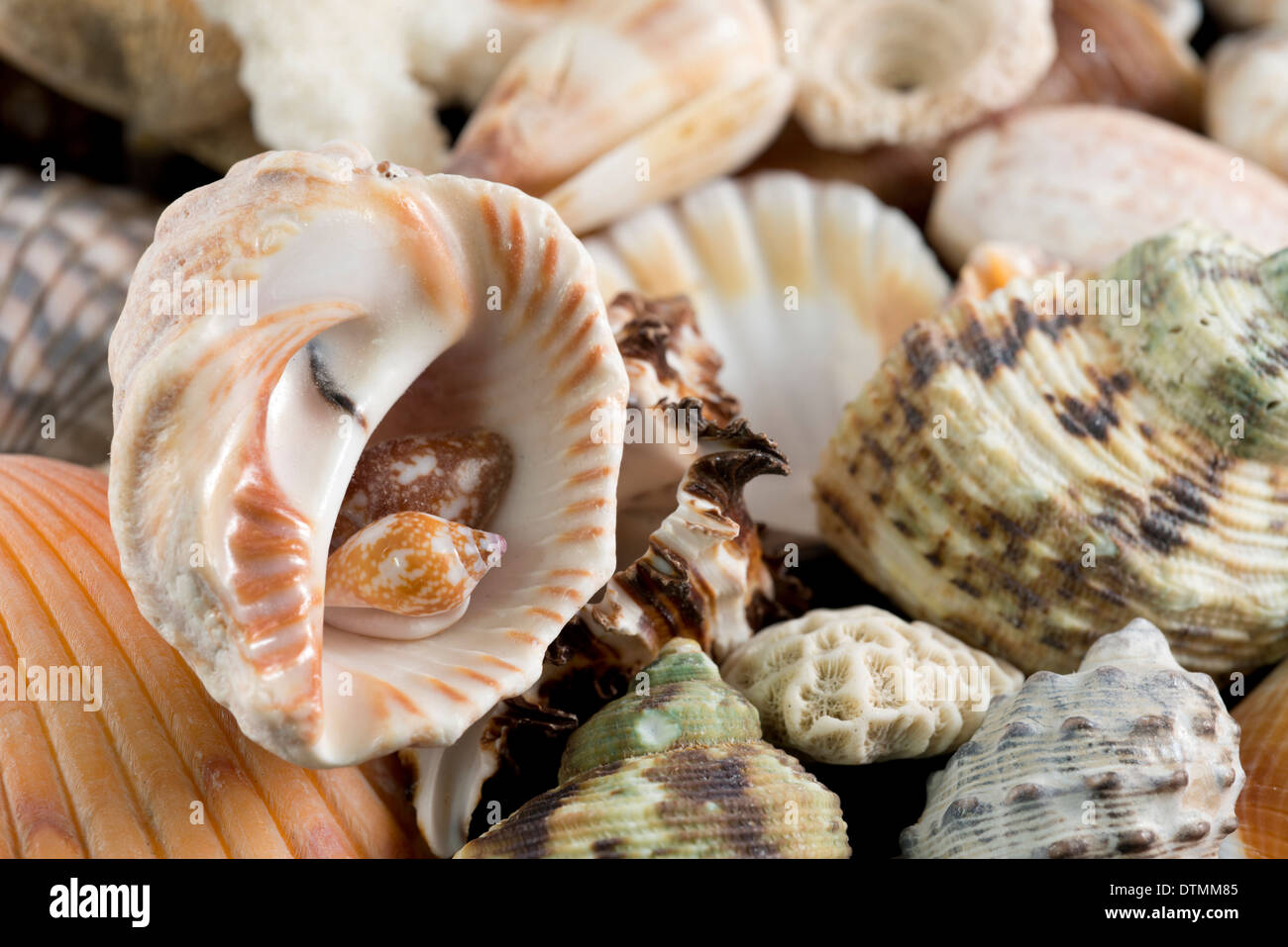 Select focus seashell hi-res stock photography and images - Alamy